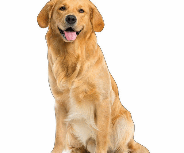 Lifesize Dog Standees – Future Memories